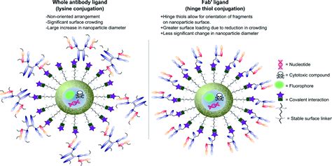 Antibody Fragments As Nanoparticle Targeting Ligands A Step In The Right Direction Chemical