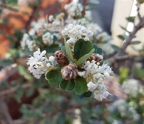 Ceanothus Cuneatus The Watershed Nursery Cooperative