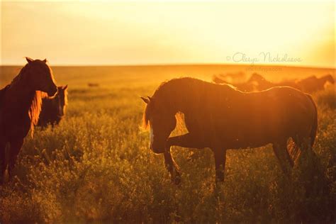 Mysteries and legends of the island of wild horses - Russia Beyond
