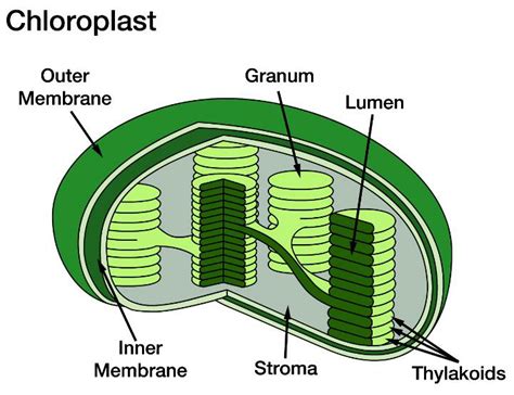 Plastids Diagram Labeled