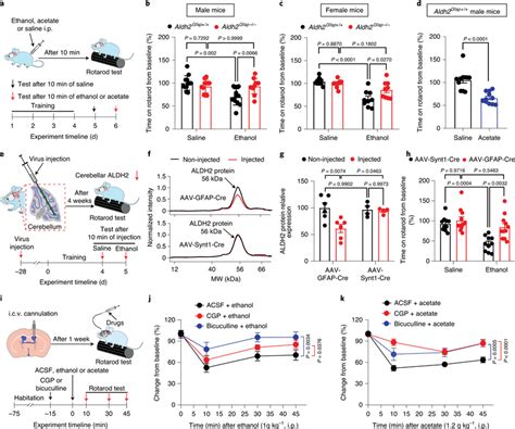 Astrocytic Aldh2 Mediates Ethanol Induced Discoordination A Schematic