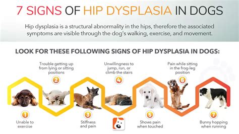 Hip Dysplasia In Canines