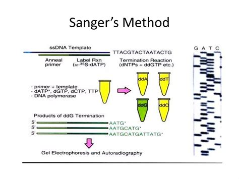 Dna Termination Method Ppt