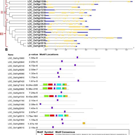 Phylogenetic Relationship Exonintron Structure And Identification And Download Scientific
