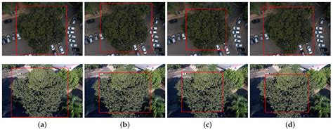 Sensors Free Full Text Assessment Of Cnn Based Methods For Individual Tree Detection On