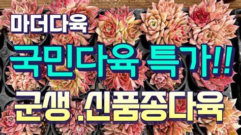 60화 화요일엔 마더다육 국민다육 특가죠 신품종 입고~ 군생다육묵둥이다육~ Youtube