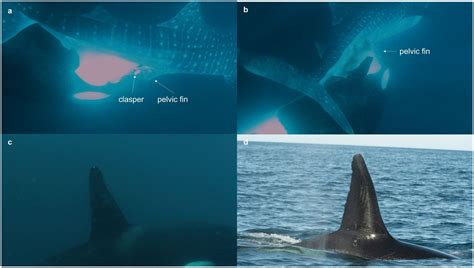These Rare Scenes Of Predation Reveal The Intelligence Of Orcas
