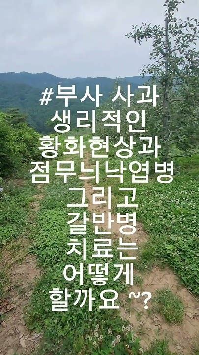 부사사과생리적인 황화현상과 점무늬낙엽병 그리고 갈반병 치료방법 240627목경남거창고제봉계 가조농약종묘사 농합면역플러스관주 1회차 6월2일 2회자 6월9일 3회 6