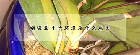 蝴蝶兰叶子腐烂是什么原因 发财农业网