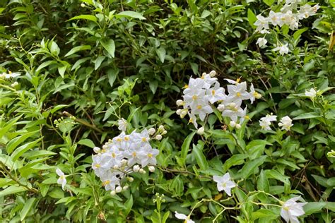 20 Plants To Propagate By Layering And How To Do It