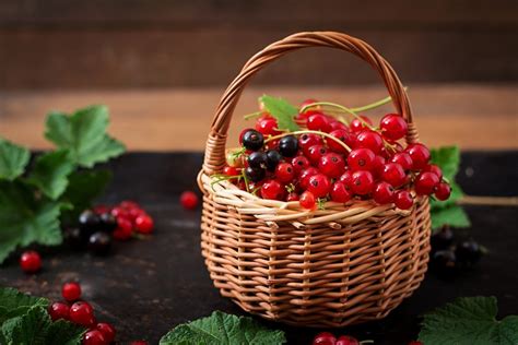 Красная смородина – сорта, польза и вред, калорийность