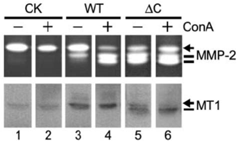 regulation of mt1 mmp activity by its cytosolic domain a sche