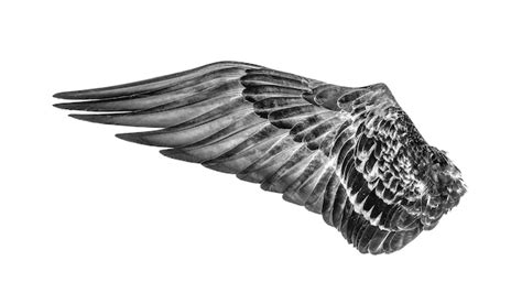 흰색 배경에 고립 된 새의 날개 프리미엄 사진