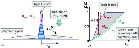 A Principle Of Magnetization Transfer Imaging The Polymer Proton Download Scientific Diagram
