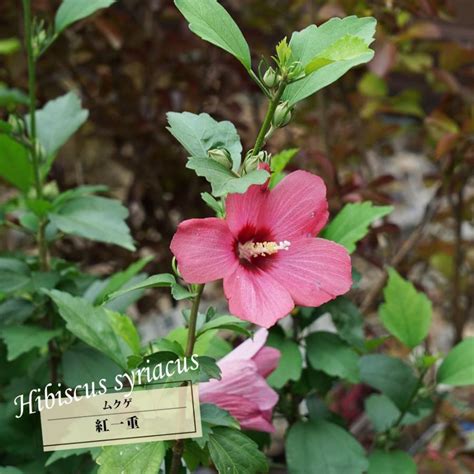 贅沢品 ムクゲ 苗木 露地 2m 品種指定不可 植木庭木 dallingtonschool