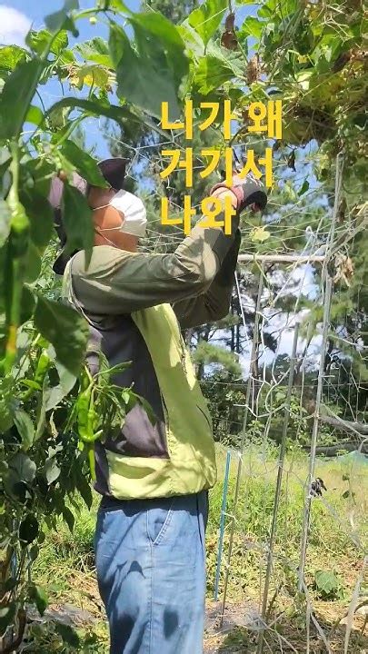 오이줄기 걷어내니까 안에 박이 있네요 오이 Farming Gardening Garden 월광수변농원 박 Youtube