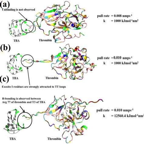 The Binding Between Thrombin And Tba Is Shown As Observed In Different