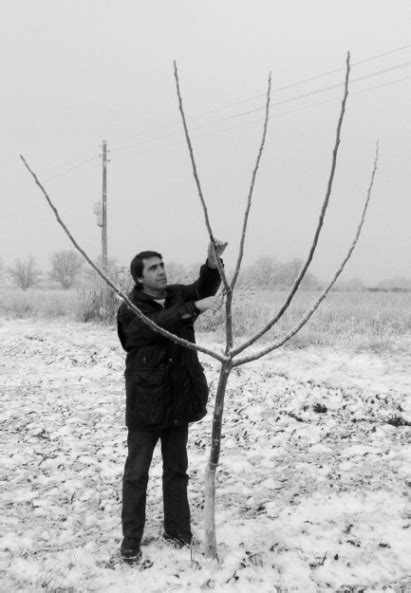 Институтът по Овощарство Пловдив Агротехнически практики Системи за формиране и резитба на