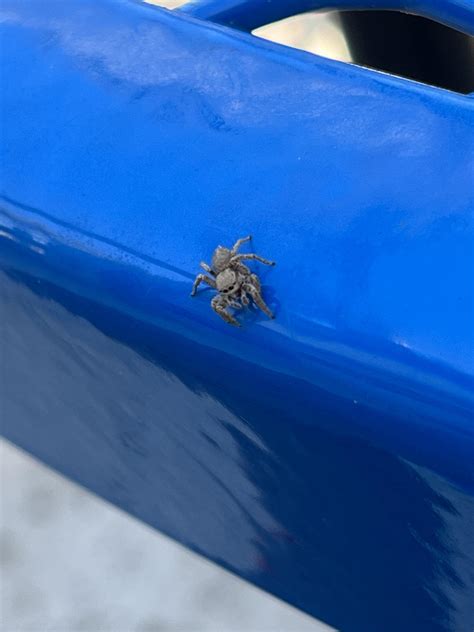 Jumping Spider Do They Bite Can I Pick Them Up San Diego Rspiders