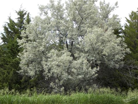 Купить Лох узколистный (Elaeagnus angustifolia) - описание сорта, фото ...