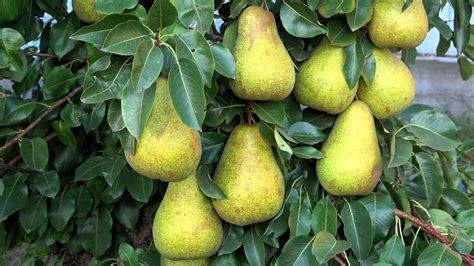 Груша ВЫЖНИЦА: ценный осенний сорт - YouTube