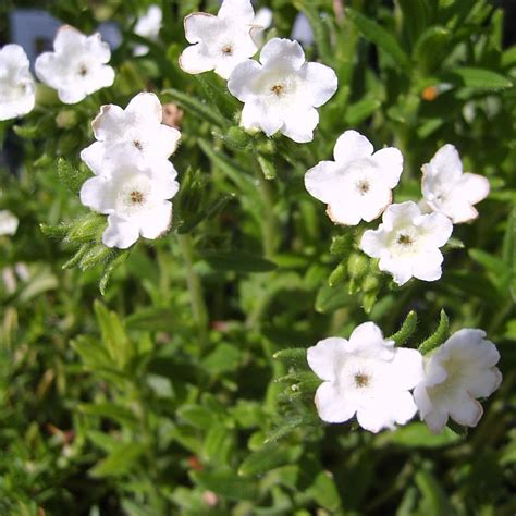 Lithodora Diffusa ‘alba Find Haveplanter