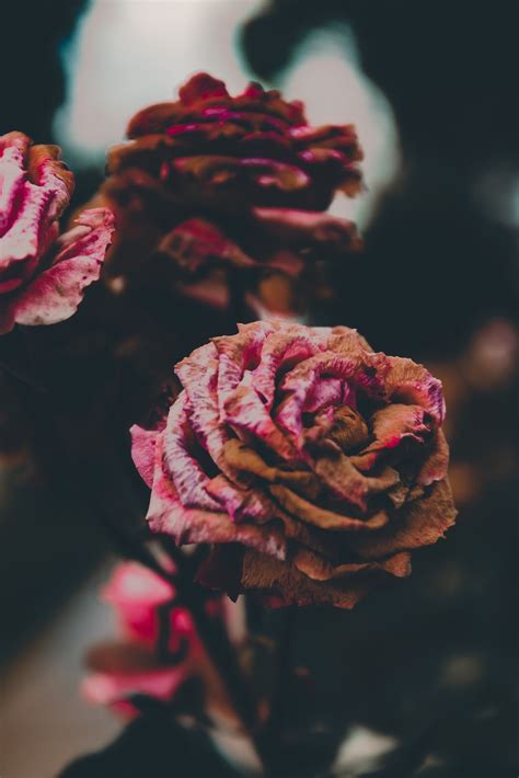 Wilted Flowers Wallpapers Wallpaper Cave