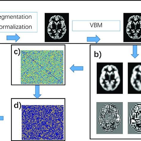 Pipeline For Individual Voxel Wise Morphological Connectivity The