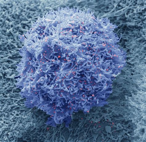 Delta Variant Of Sars Cov 2 Sem Stock Image C0533125 Science Photo Library