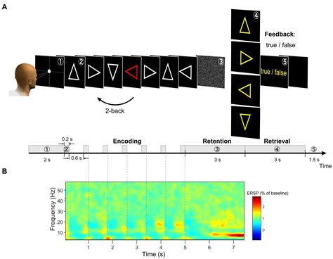 Frontiers Group Analysis And Classification Of Working Memory Task Conditions Using