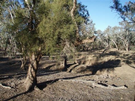 Photograph Of Exocarpos Aphyllus Growing As A Putative Aerial
