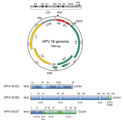The Not So Good The Bad And The Ugly HPV E E And E Oncoproteins In The Orchestration Of
