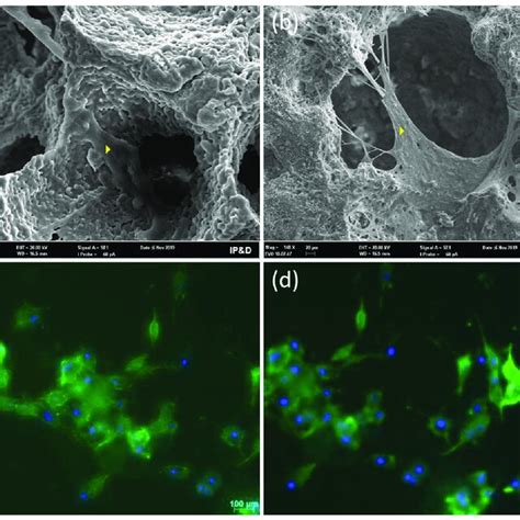 Cell Morphology Sem Micrographs Of Cells Adhered To The Surface 540× Download Scientific