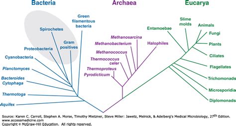 Gram Positive Bacteria Classification Chart A Visual Reference Of Charts Chart Master