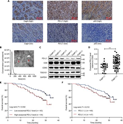 Regulatory Effect Of Caga Expression On Exosomal Pd L1 In Hp Infected Download Scientific