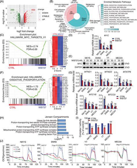 Targeting Canonical And Noncanonical Signal Transducer And Activator Of Download Scientific