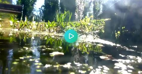 Smooth Newts Album On Imgur