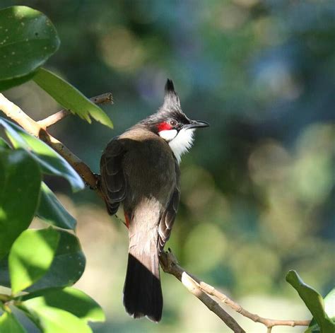 Bulbul Orphée Gito330473