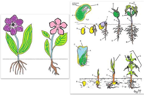 Comparing Monocots And Dicots Worksheets