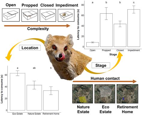 Learning And Innovation In Urban Yellow Mongooses Cynictis Penicillata Müller 2023