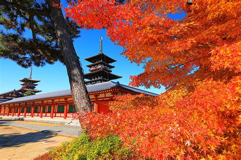 薬師寺 紅葉