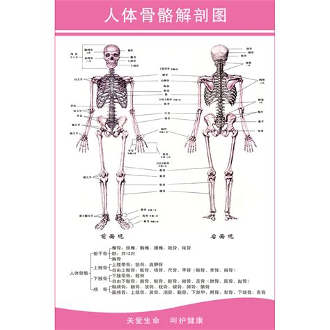 醫院人體全身骨骼器官結構解剖圖掛圖腹部臟器內臟血管位置分佈圖
