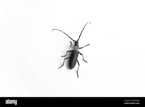 Big Black Bug Isolated Longhorn Beetle On White Background Macro Photography Of Black Insect