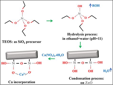 Surface Modification Of The Zno Nps Through The Hydrolysis And Download Scientific Diagram