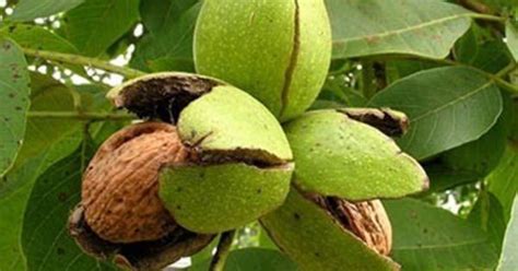 კაკალი უამრავი დაავადების მკურნალი სასარგებლო რჩევები