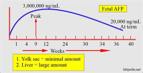 Tumor Marker Part 8 Alpha Fetoprotein AFP Labpedia Net