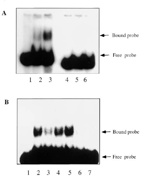 Figure 1 From Functional Dissection Of The Cis Acting Sequences Of The