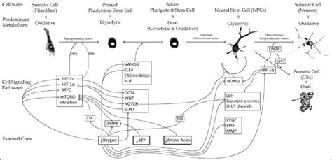 Diagram Of Nutrient Diffusion And Stem Cell Signaling The Effects Of Download Scientific