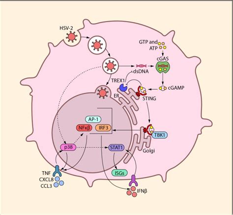 Figure 29 From Effects Of Complement Opsonization Of Hiv On Dendritic Cells And Implications