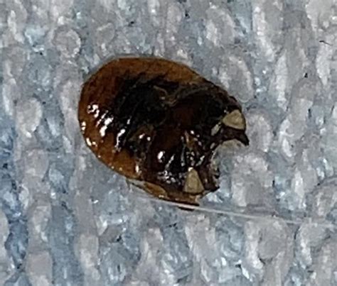 Found Bug Shell Bugguidenet